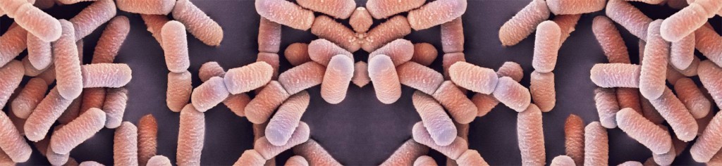 Fast Souring with Lactobacillus - Sour Beer Blog